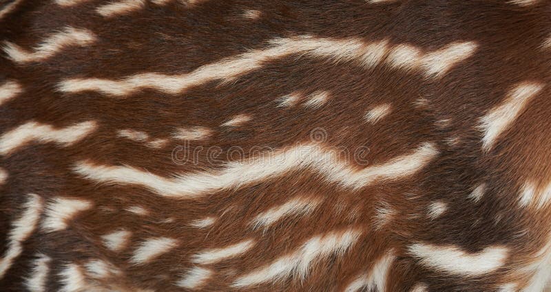 Pattern of tapir fur stock photo. Image of ecuador, young - 126376228