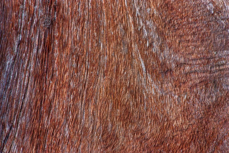 Pattern of teak wood. stock image. Image of modify, pattern - 53408041