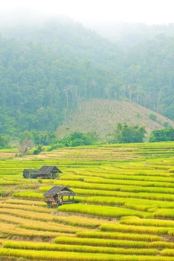 Pattern Terraced Rice on Mountain Stock Photo - Image of knowledge ...