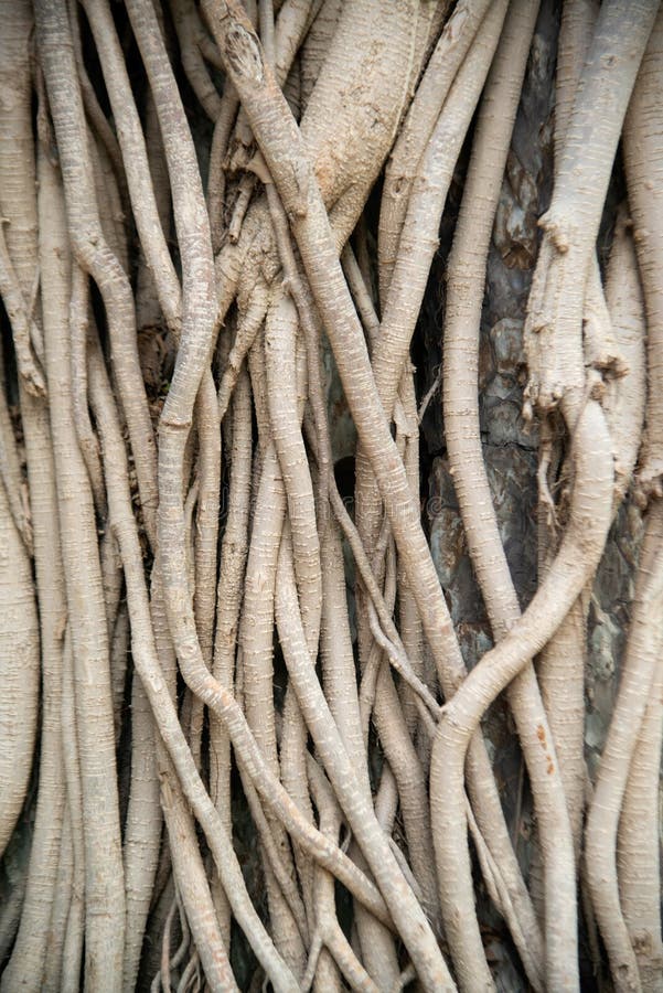 Pattern of Many Tree Roots Texture Background. Stock Photo - Image of ...