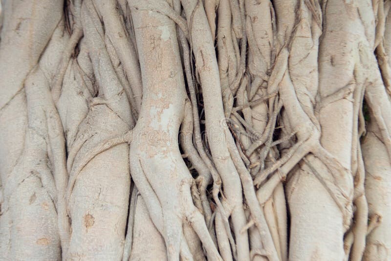 Pattern of Many Tree Roots Texture Background. Stock Image - Image of ...