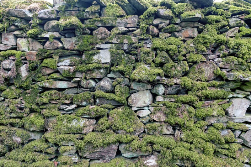 Pattern and Texture Background of Old Stone Wall Covered with Clumps of ...