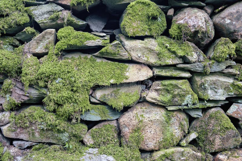 Pattern and Texture Background of Old Stone Wall Covered with Clumps of ...