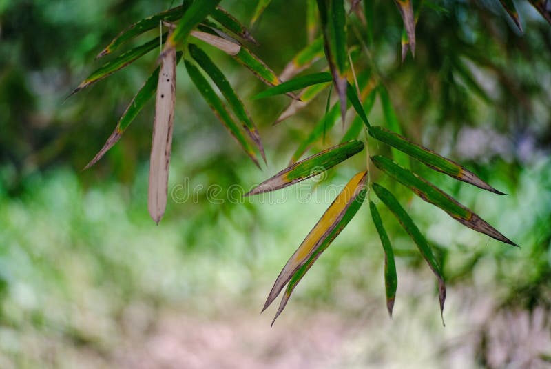 Pattern bamboo leaf stock photo. Image of bamboo, garden - 174253158