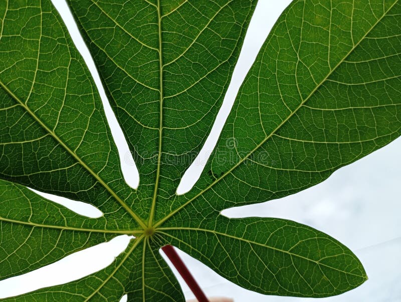 Pattern and Texture of Cassava Leaf Stock Photo - Image of grass, shrub ...