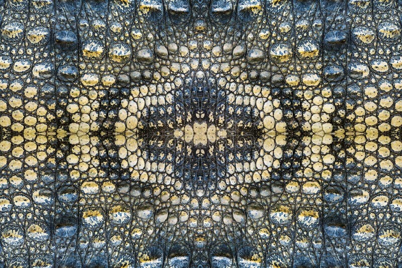 Pattern and Texture of Crocodile. Stock Image - Image of closeup ...