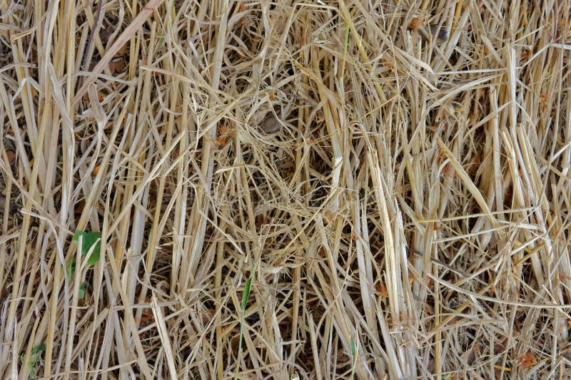 Pattern and Texture of Dry Grass Background. Stock Image - Image of ...