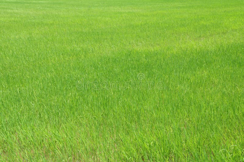 Pattern of Green Rice Field. the Rice Plant. Stock Image - Image of ...