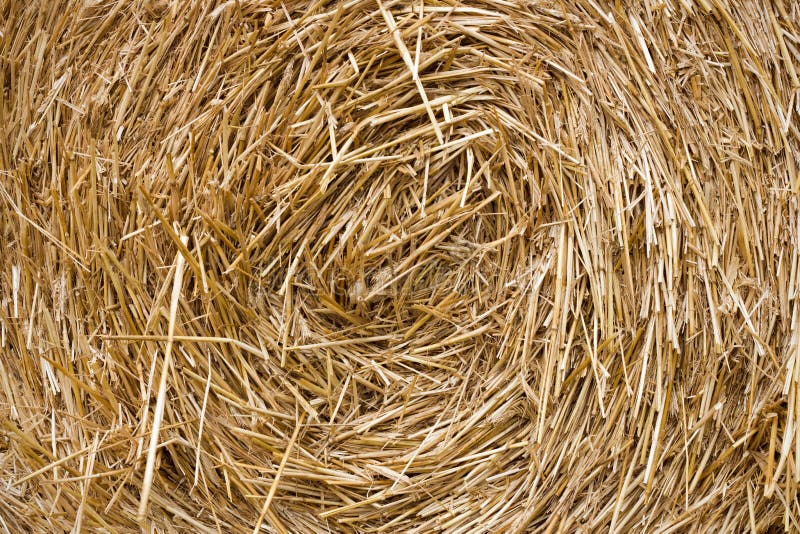 The pattern, texture hay. stock image. Image of farming - 58946221