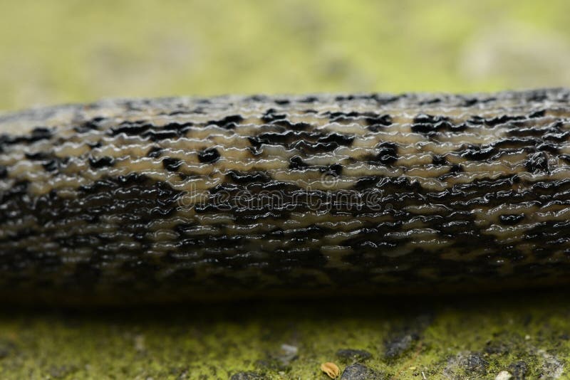 1,921 Slug Texture Stock Photos - Free & Royalty-Free Stock Photos from ...