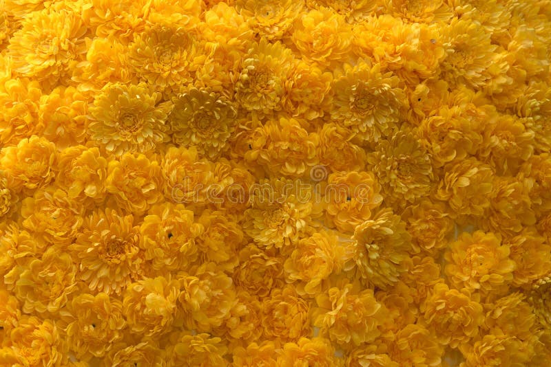 Pattern Texture of Yellow Flowers Background Stock Photo - Image of ...