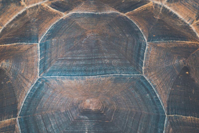 Soft Shell Turtle Texture Stock Photos - Free & Royalty-Free Stock ...