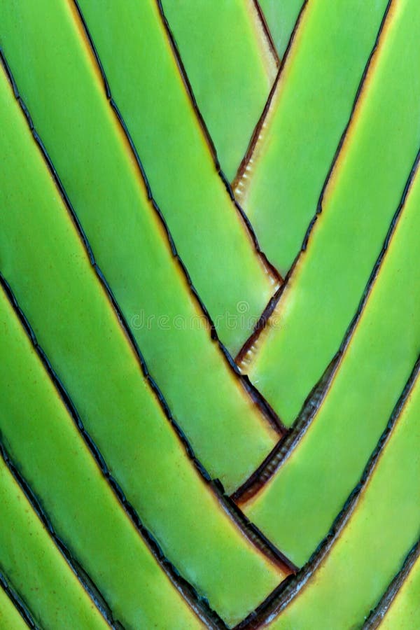 Pattern of Travellers Palm Tree Stock Photo - Image of detail, design ...