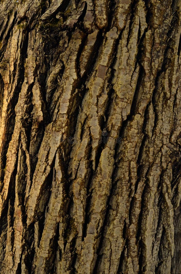 The Pattern of Tree Bark. Background. Beautiful Texture Stock Image ...