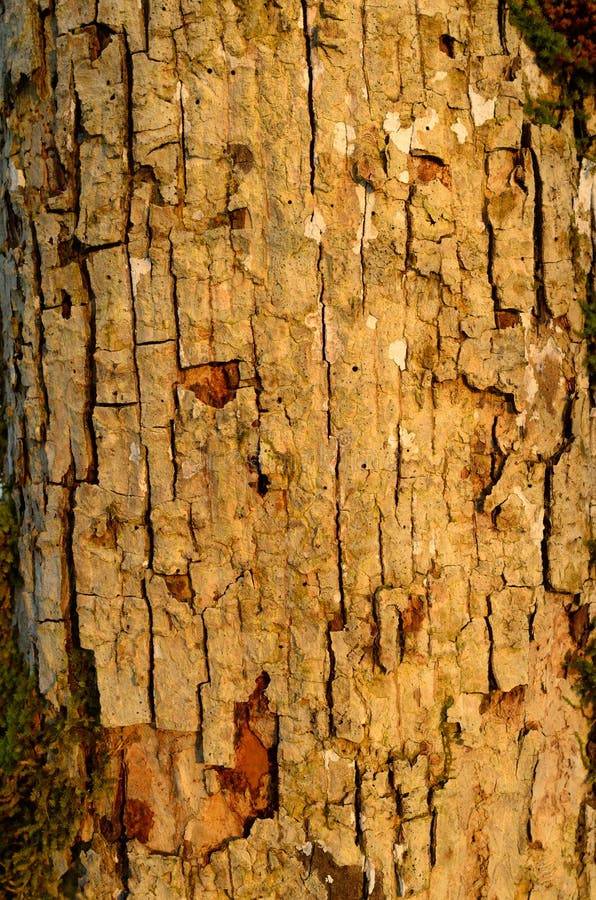 The Pattern of Tree Bark. Background. Beautiful Texture Stock Image ...