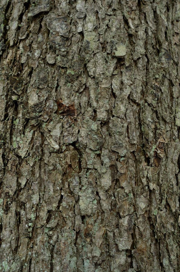 The Pattern of Tree Bark. Background. Beautiful Texture Stock Photo ...