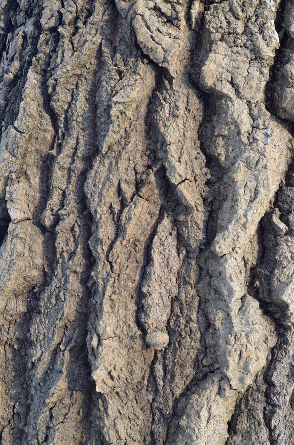 The Pattern of Tree Bark. Background. Beautiful Texture Stock Image ...