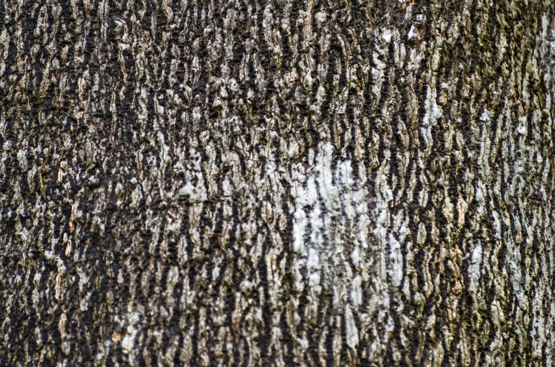 Pattern on tree bark stock photo. Image of lumber, design - 272625572