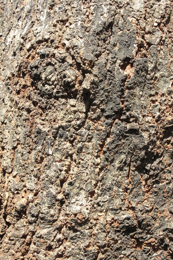 Pattern of the tree stock photo. Image of tropical, pattern - 58423464