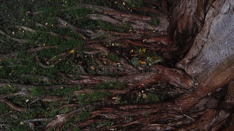 Pattern of Tree Root with Green Grass Stock Image - Image of color ...
