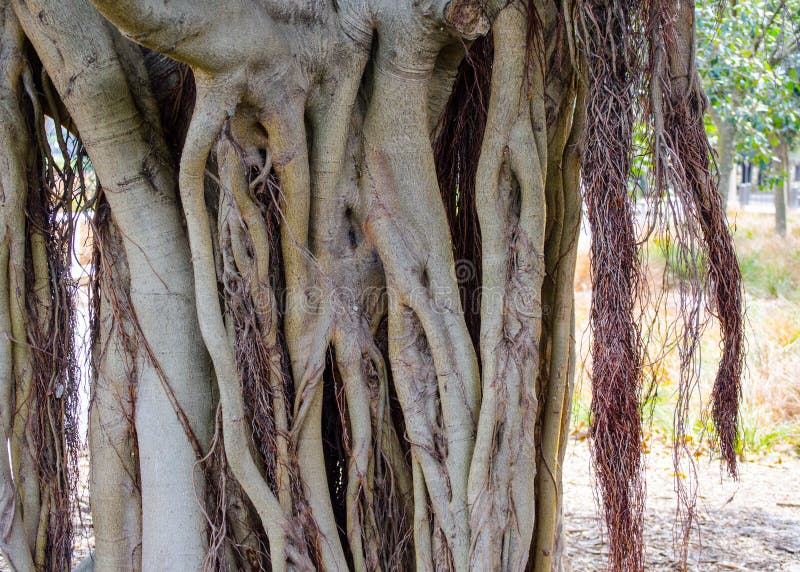 The Pattern of Tree Roots at Botanical Garden. Stock Image - Image of ...