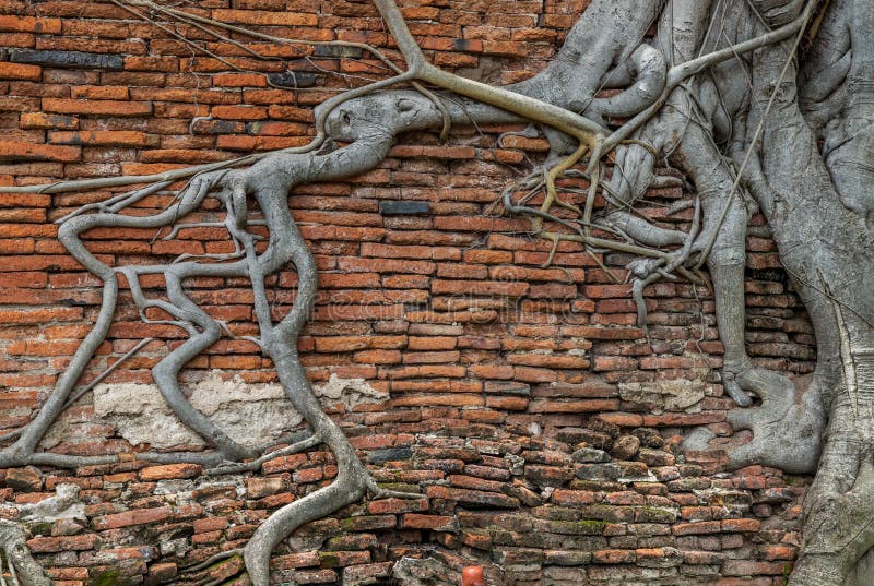 The Pattern of Tree Roots Growing on the Old Red Brick Wall of ...
