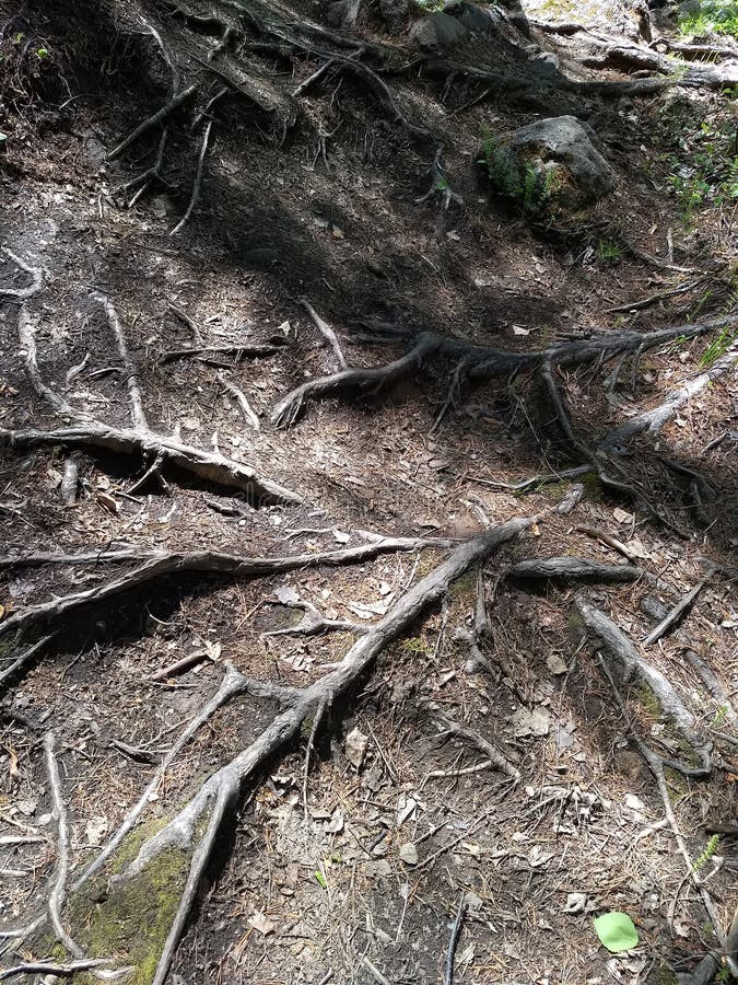 Pattern of Tree Roots. Siberian Patterns of Nature, Irkutsk Stock Image ...