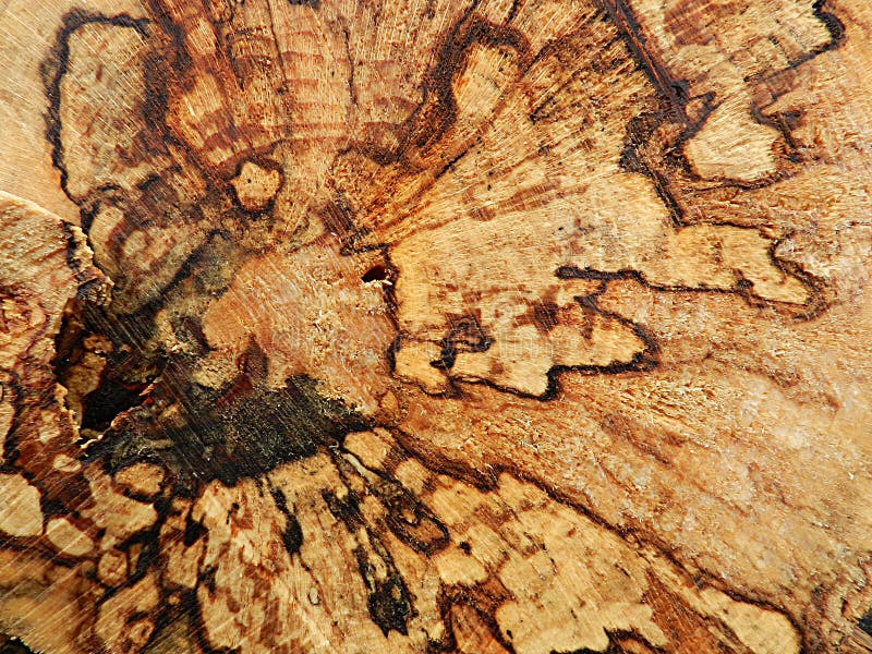 Pattern on the Tree Stump (texture) Stock Image - Image of stump ...