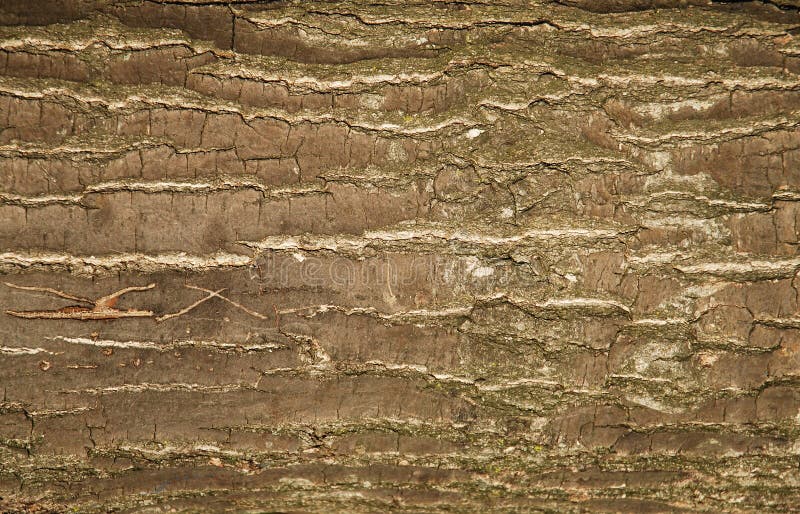 Pattern - tree trunk stock image. Image of bark, pattern - 3725855