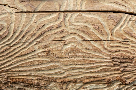 Pattern on Tree Trunk Log. Tunnels of Bark Beetle Form Bizarre Pattern ...