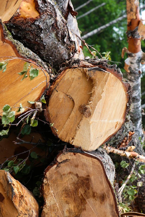 Pattern Tree Trunks Close-up End Saw Cut Birch Base Rustic Stock Image ...