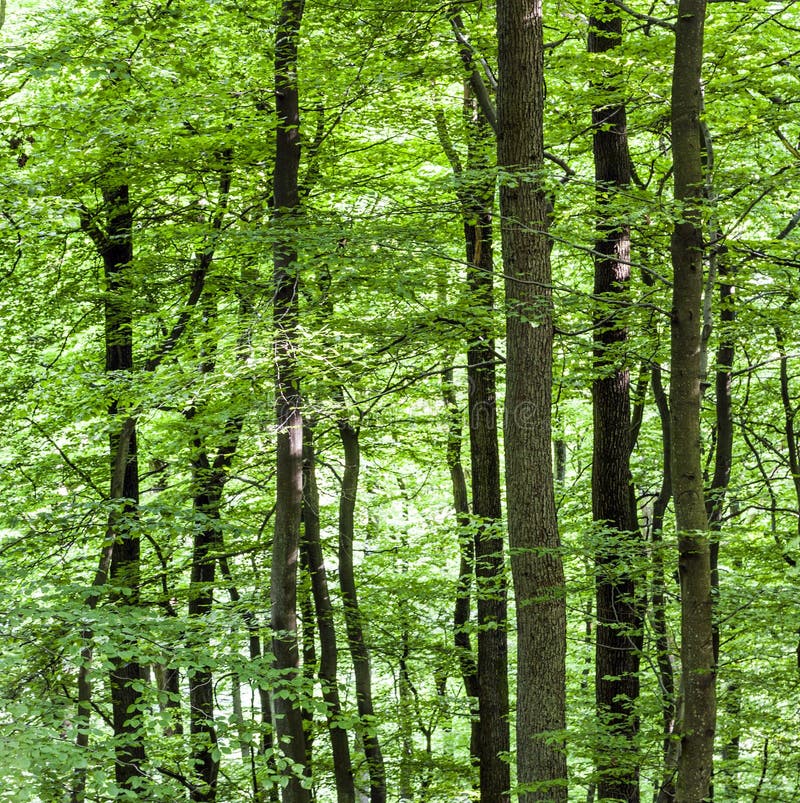 Pattern of trees in forest stock photo. Image of germany - 42394200