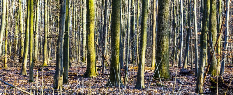 Pattern of trees in forest stock image. Image of rural - 31538097