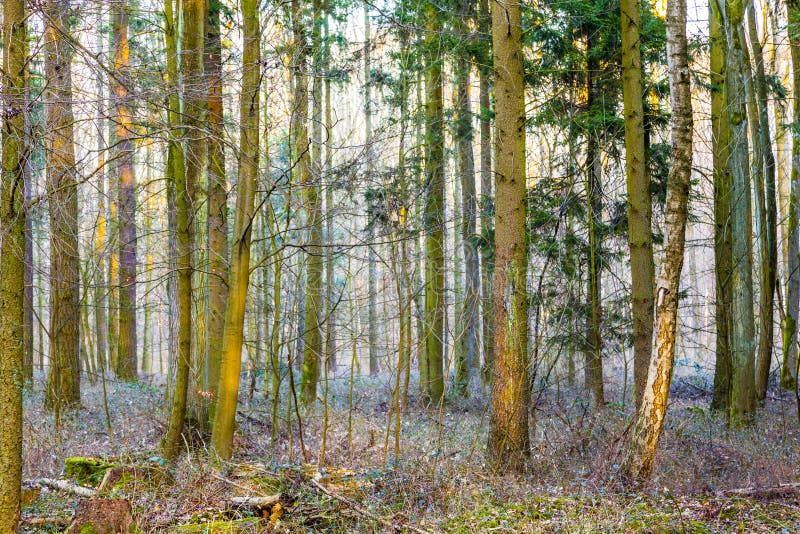 Pattern of trees in forest stock photo. Image of landscape - 31538170