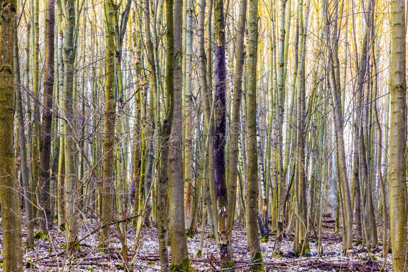 Pattern of trees in forest stock photo. Image of morning - 31538274