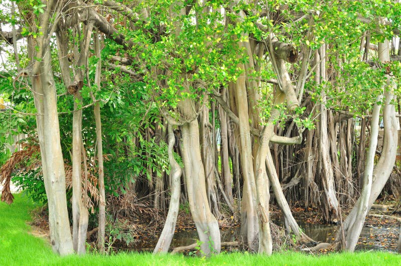 Pattern of Trunk of Banyan Tree Stock Photo - Image of gardening, leaf ...