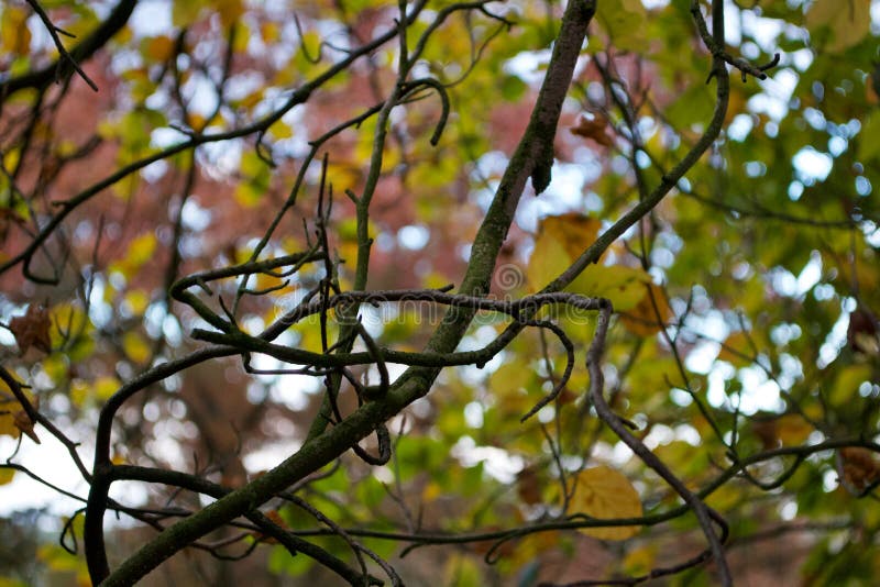 Pattern of Twigs; Tree Branches Against an Autumn Leaf Background Stock ...