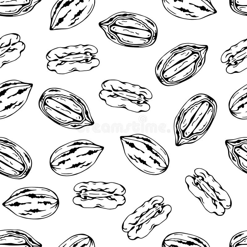 Pattern pecan sketch stock vector. Illustration of seamless - 131726467