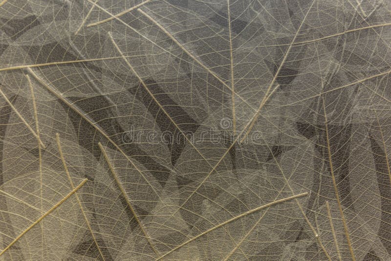 Pattern of Wallpaper with Texture and Abstract Floral Ornament. Modern ...