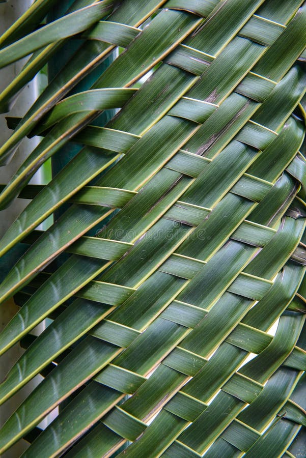 Pattern Weave of Coconut Leaves Stock Photo - Image of pattern, detail ...