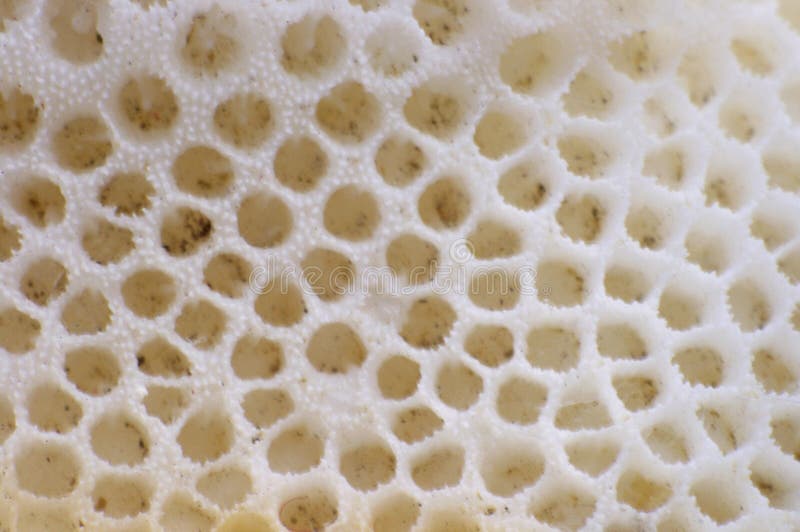 Pattern of White Coral Seashell with Holes Texture Stock Photo - Image ...