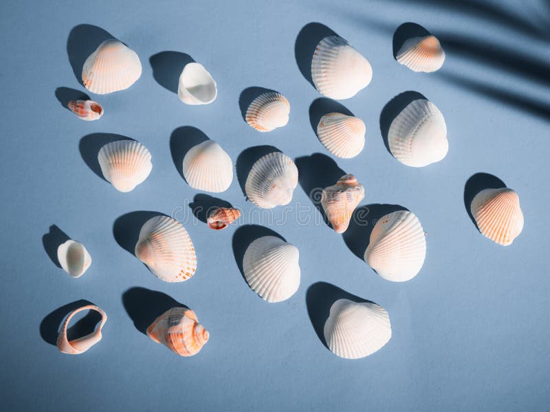 Pattern of White Shells on a Blue Background with a Shadow from a ...
