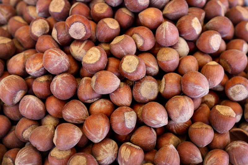 Pattern of Whole Hazelnuts. Close-up of Various Hazelnuts with Their ...