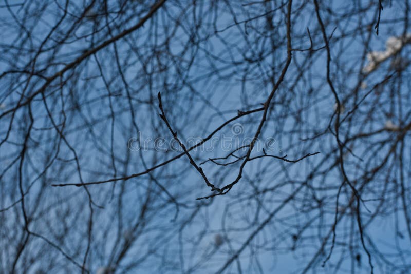 A Pattern of Winter Upper Branches of a Deciduous Tree Against a Blue ...