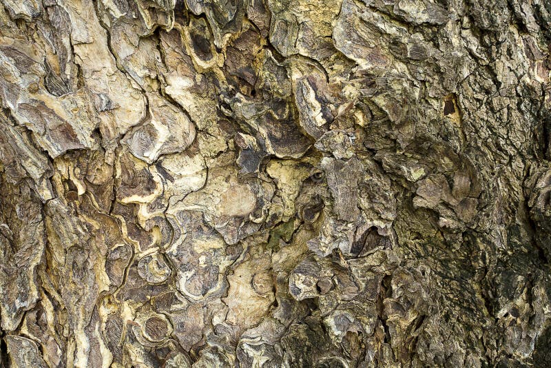 Pattern of Wood Bark or Tree Shell Created Background and Texture ...