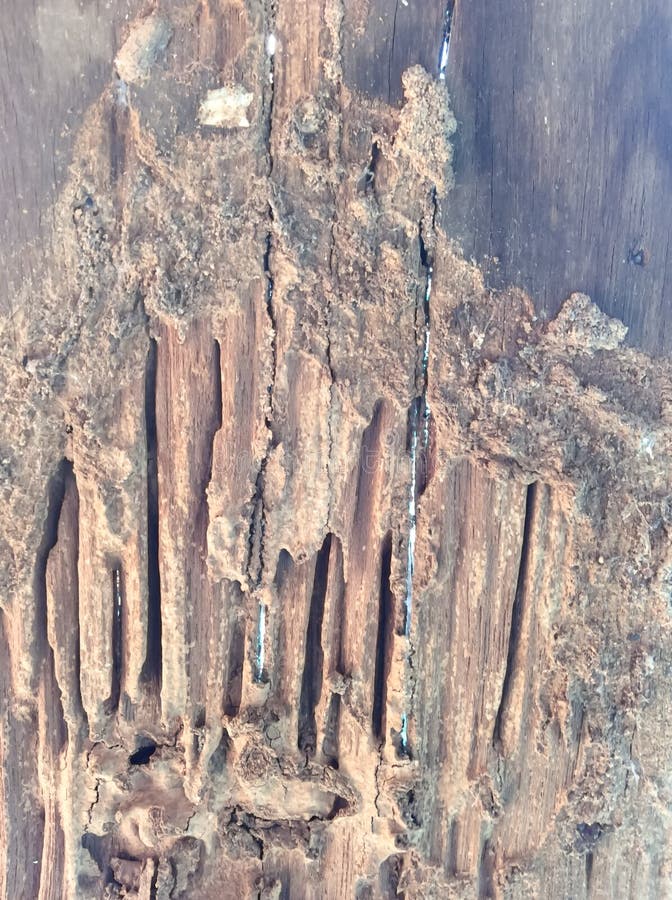Pattern of wood decay stock photo. Image of background - 50805892