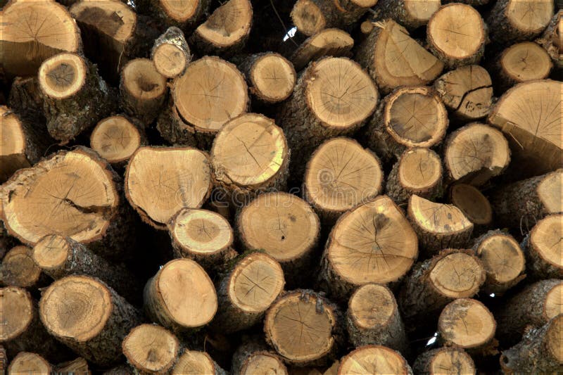 Pattern wood logs stock image. Image of motif, cylinder - 115114261