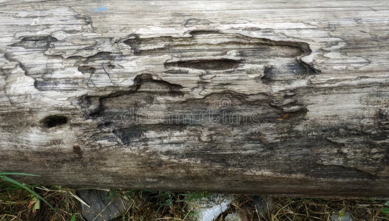 The Pattern on the Wood Looks Interesting Stock Photo - Image of brown ...