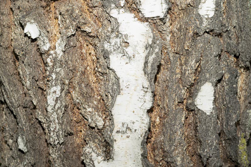 Pattern of Wooden Birch Bark Texture. Tree Stock Image - Image of ...
