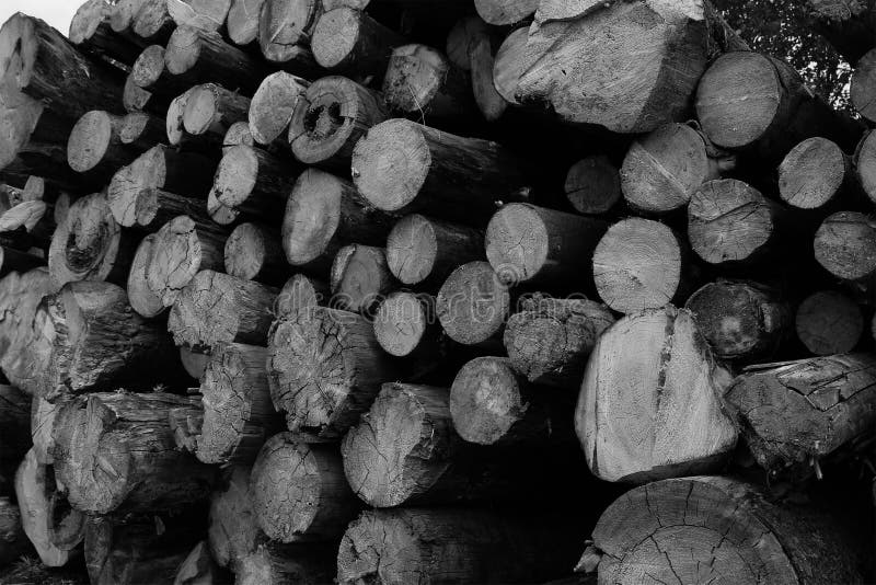 Pattern Wooden End of Logs Pile of Sawn Timber Base Gray Tinted Stock ...